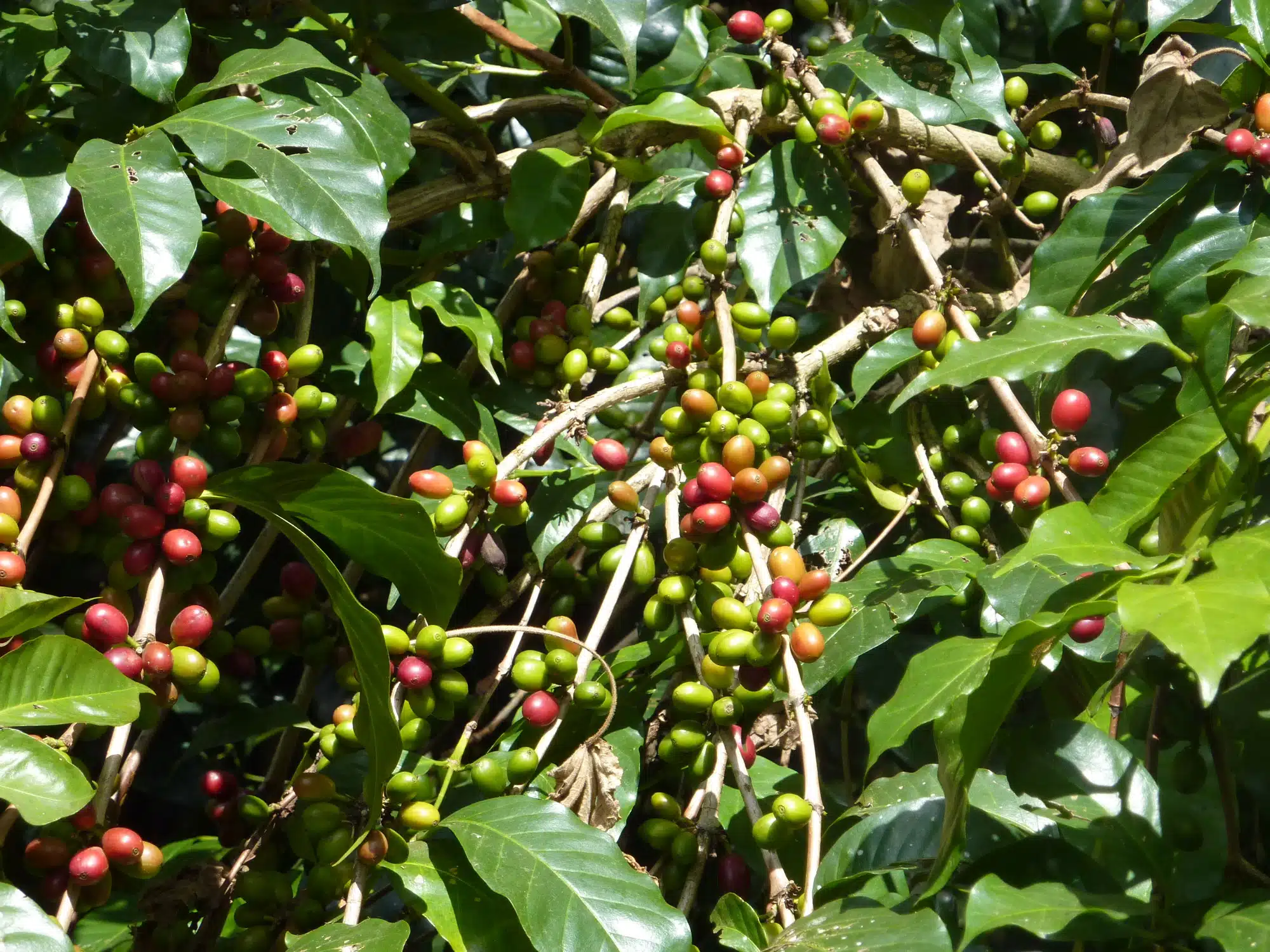 Gallery - Gorilla Organic Coffee