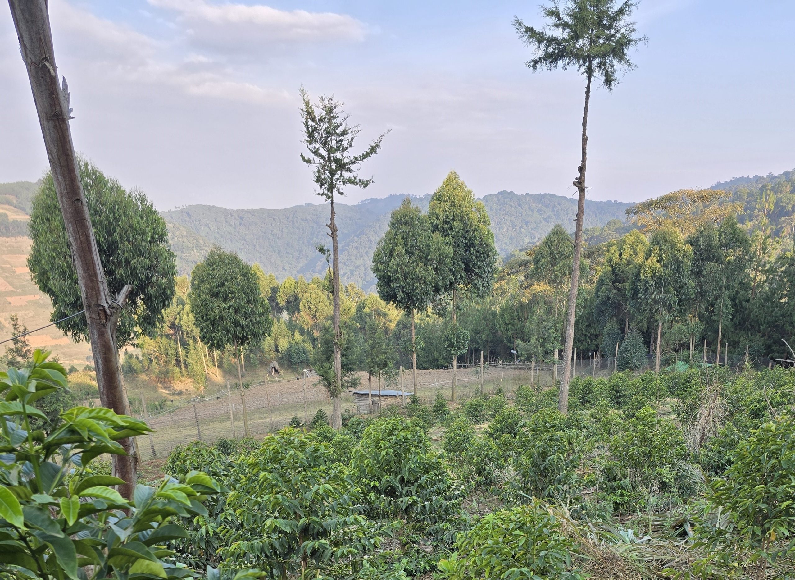 Home - Gorilla Organic Coffee